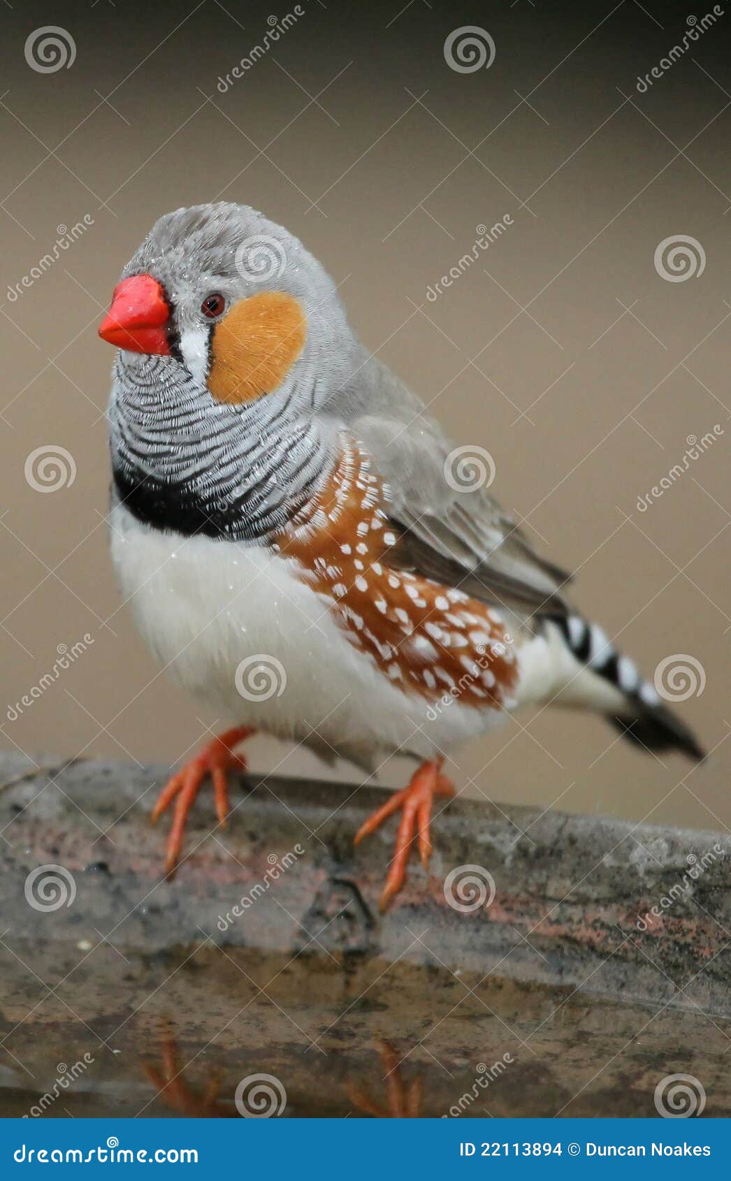 Zebra Finch stock photo. Image of domestic, taeniopygia - 22113894
