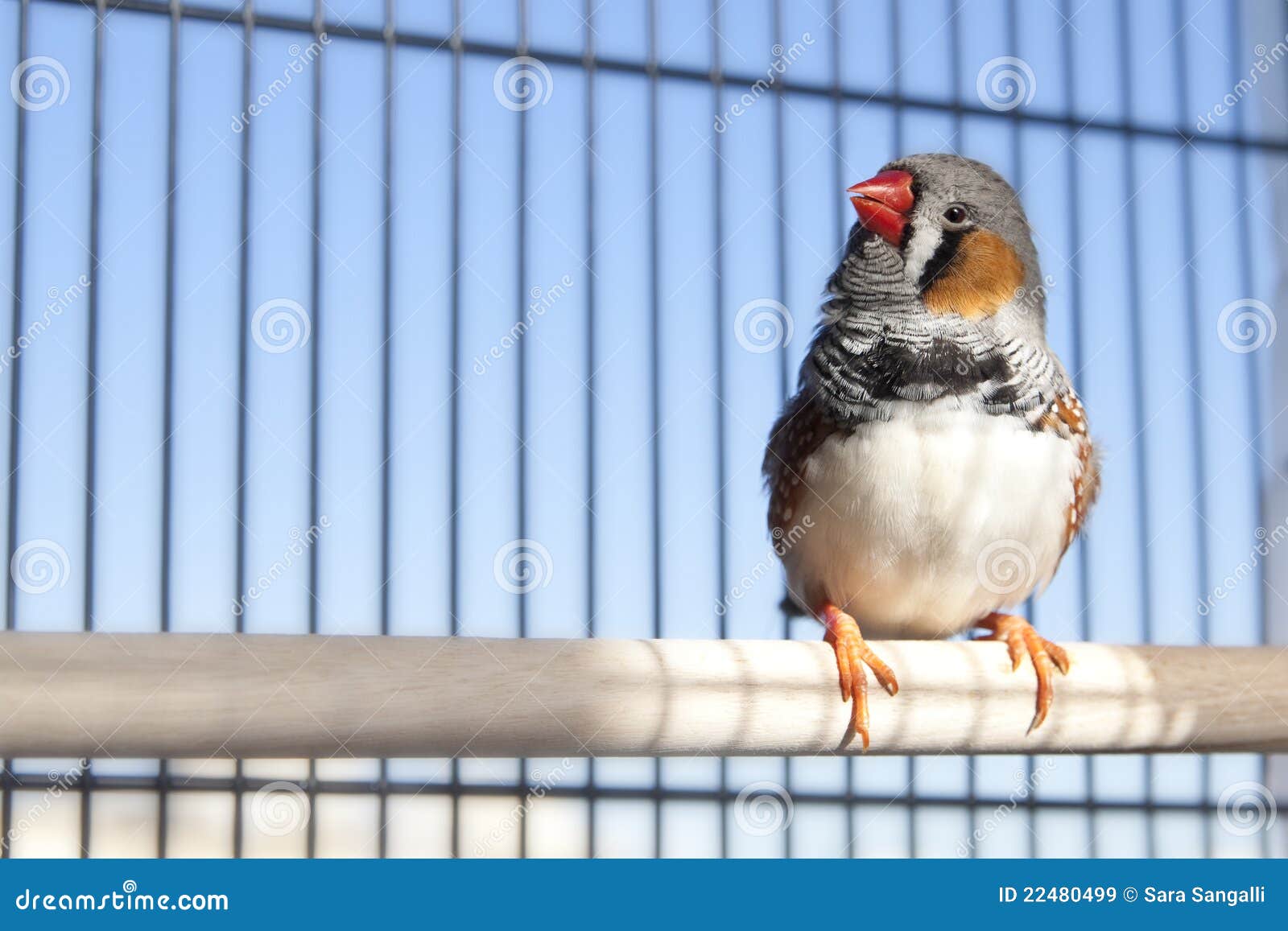Zebra finch stock image. Image of animal, wing, profile - 22480499