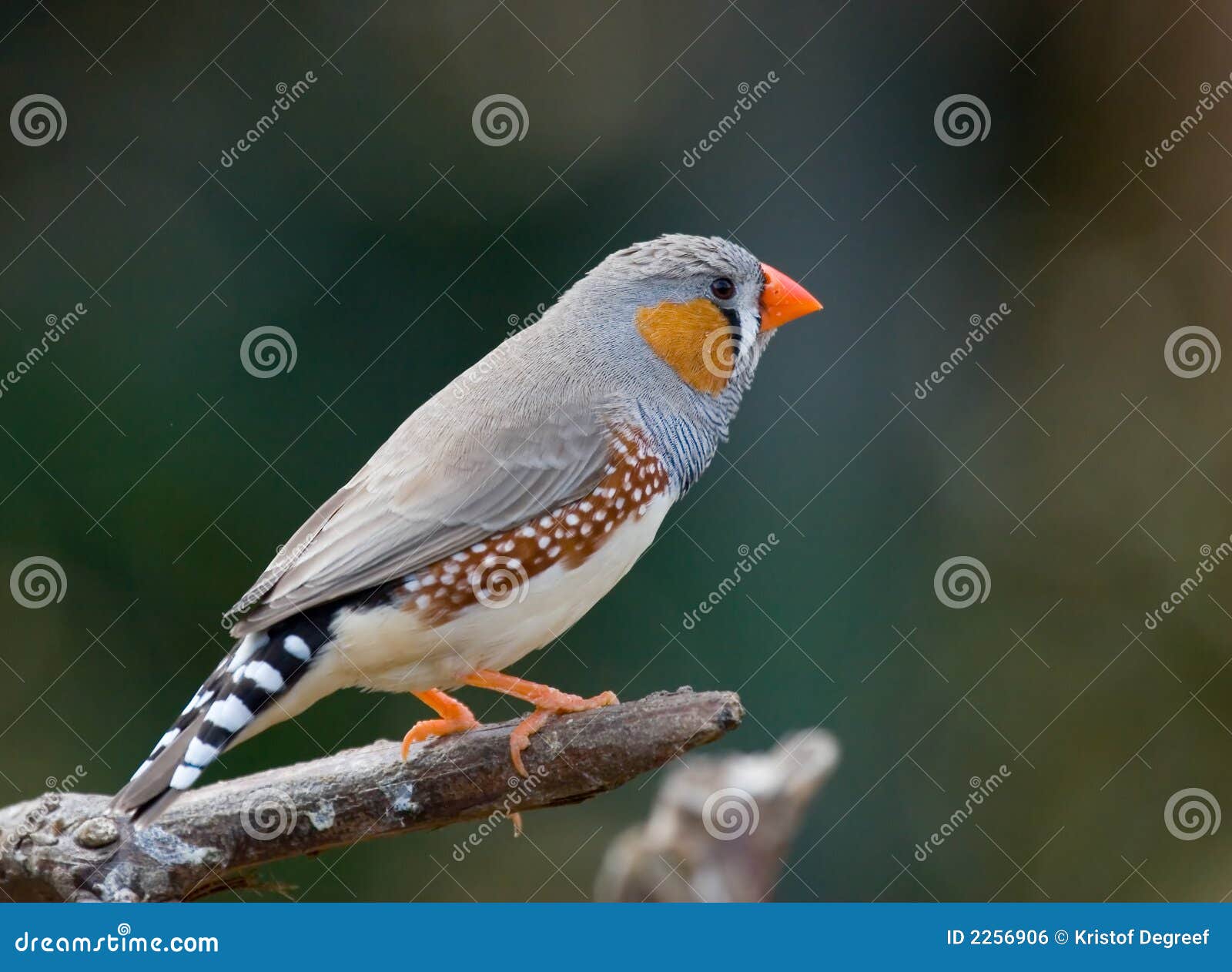 Zebra finch stock photo. Image of postcard, feeding, plumage - 2256906
