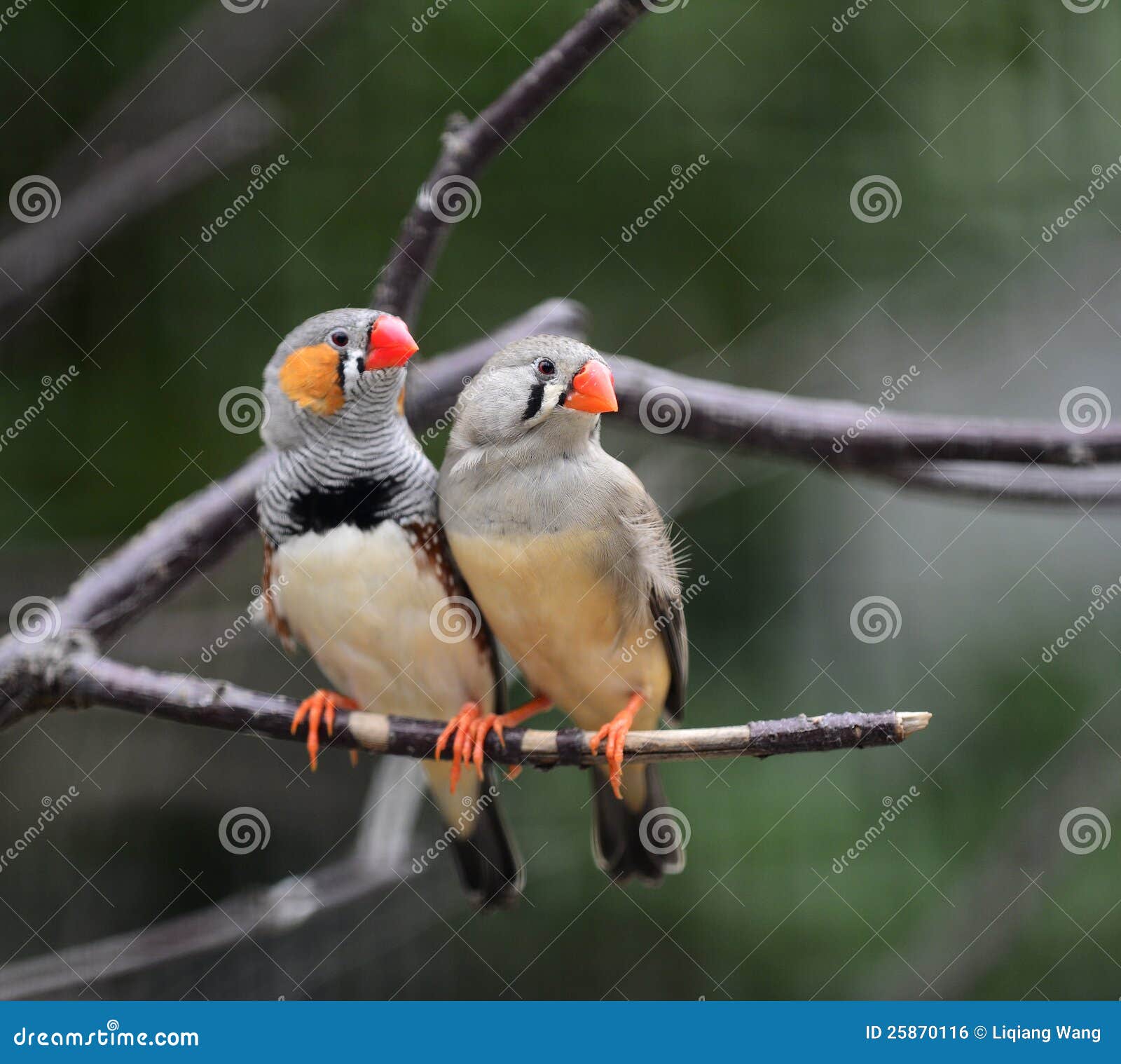 Zebra Finch stock photo. Image of beautiful, illustrations - 25870116