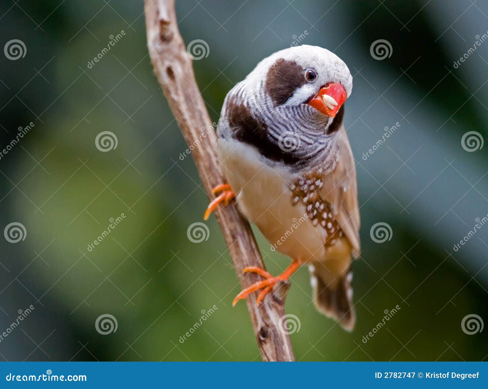 Zebra finch stock image. Image of finch, desert, plumage - 2782747