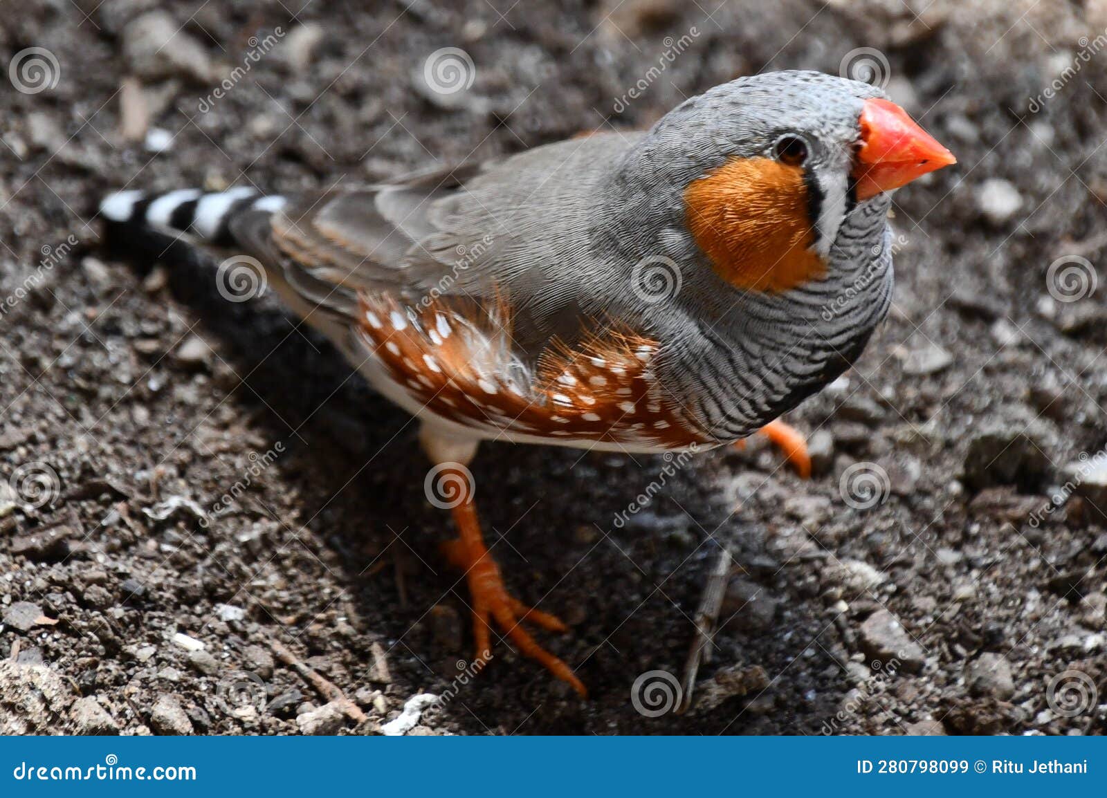 A Zebra Finch Bird stock image. Image of fauna, green - 280798099
