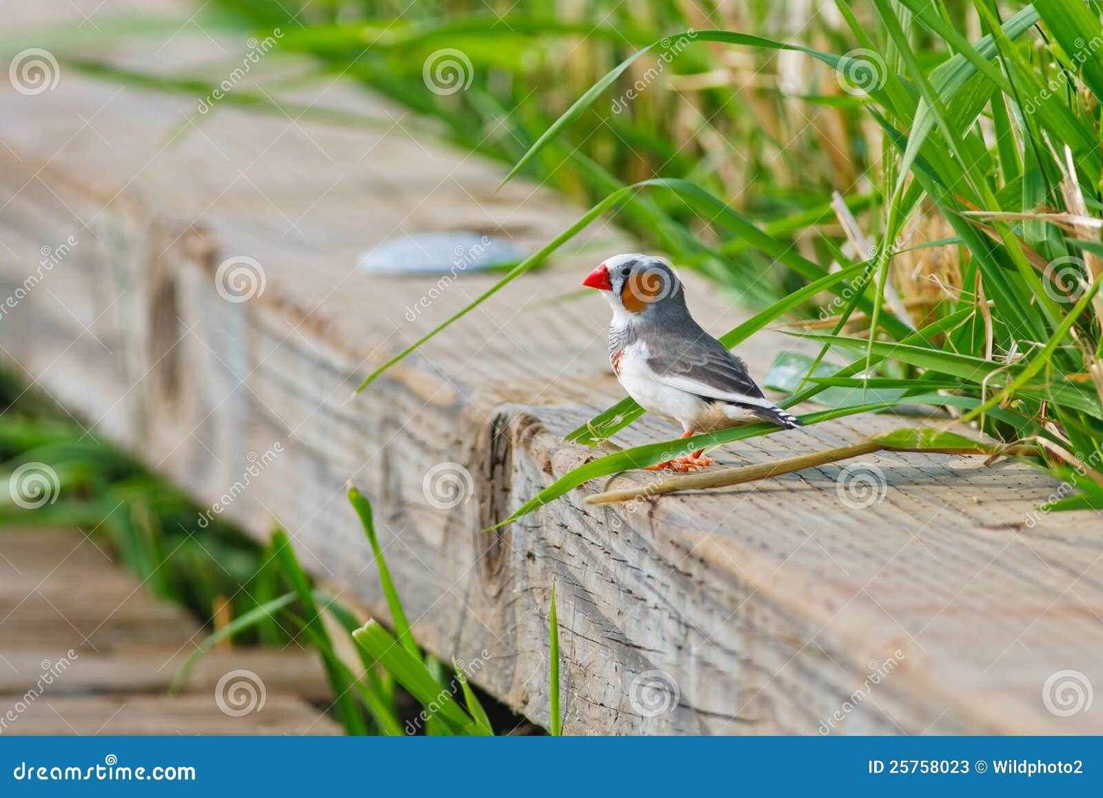 Zebra Finch Resting on Board Stock Image - Image of patch, resting ...