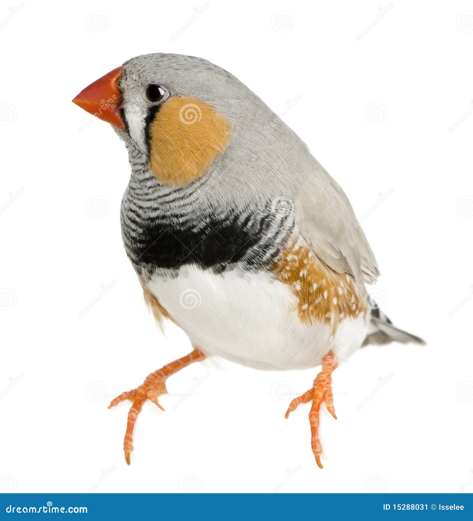Zebra Finch Male Bird Stock Photo | CartoonDealer.com #37639020