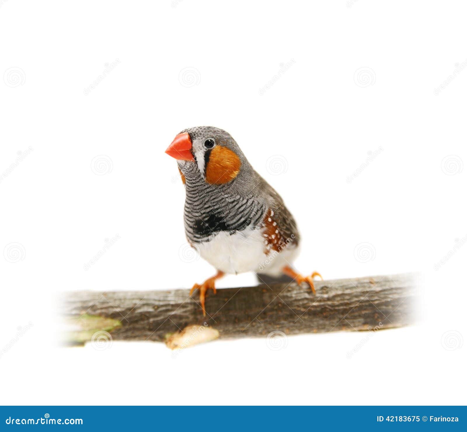 Zebra Finch on white stock image. Image of wildlife, bird - 42183675