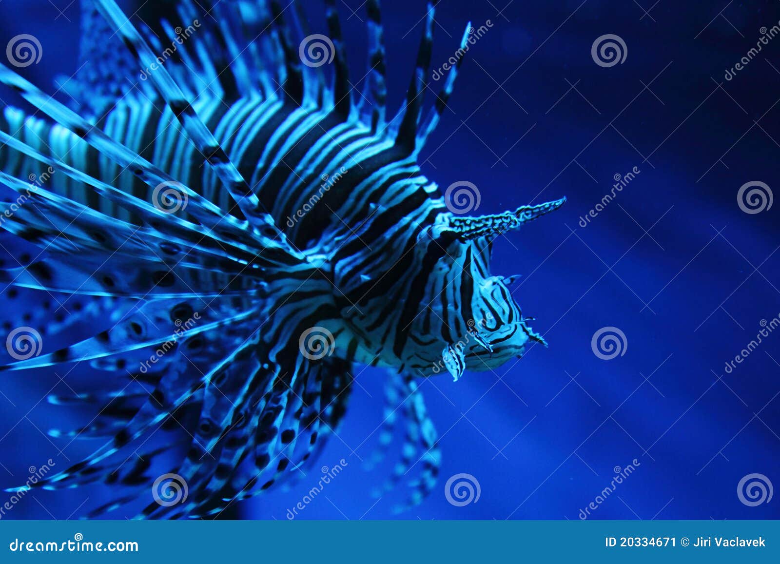 Zebra fish stock image. Image of dragonfish, coral, zebrafish - 20334671
