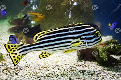 Zebra Fish stock image. Image of fauna, river, object - 6887281