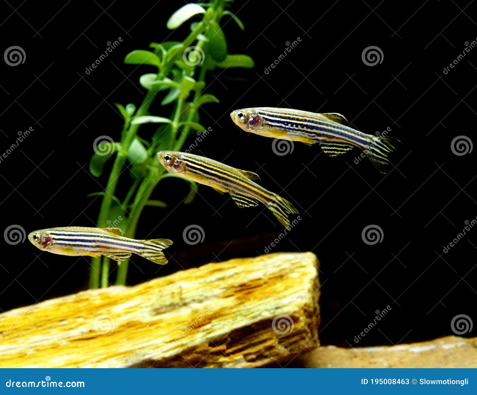 Zebra Danio With Septicemia, Disruptive Red Streaks Beneath Scales ...