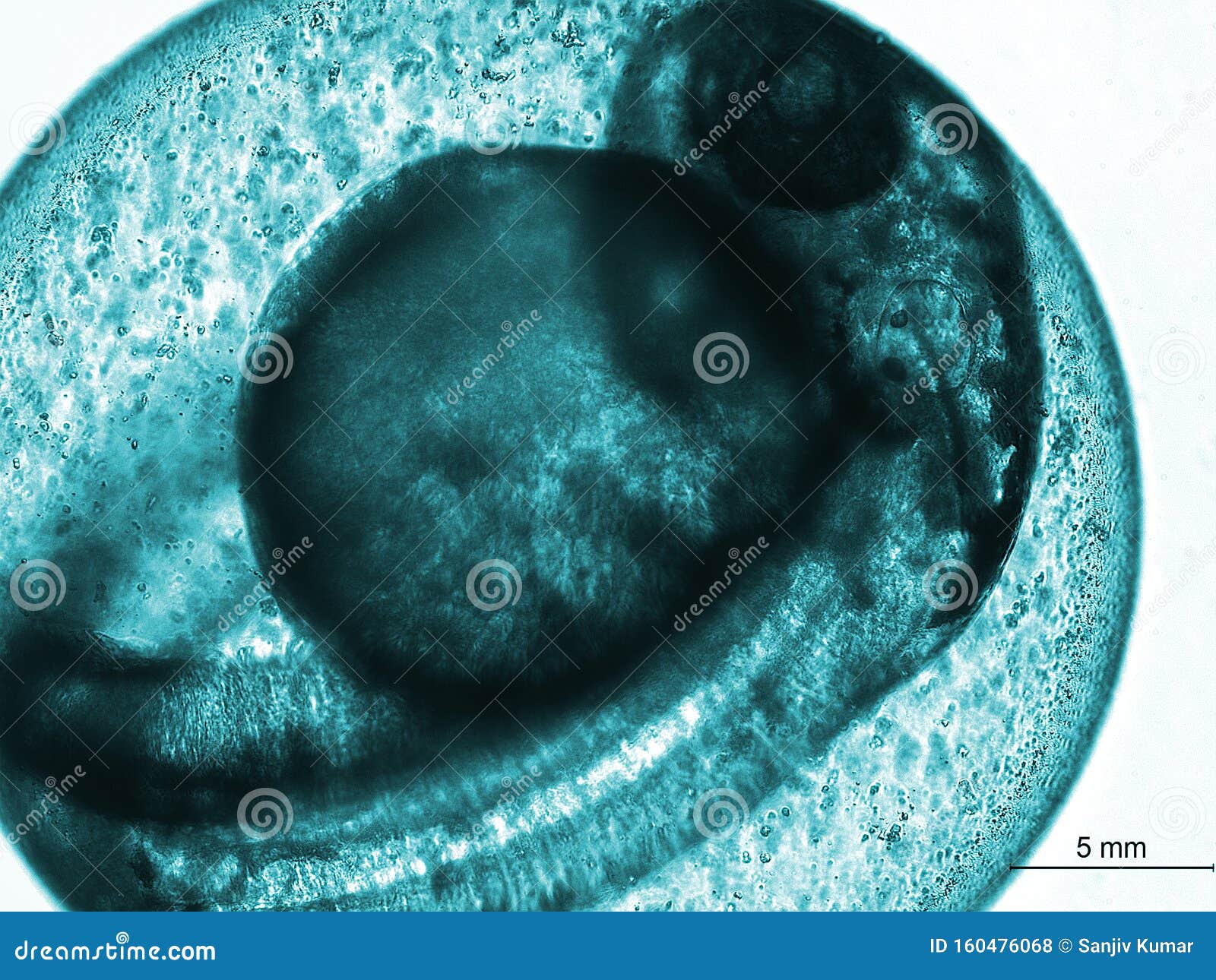 Zebra Fish Embryo Under the Microscope Stock Photo - Image of zebra ...