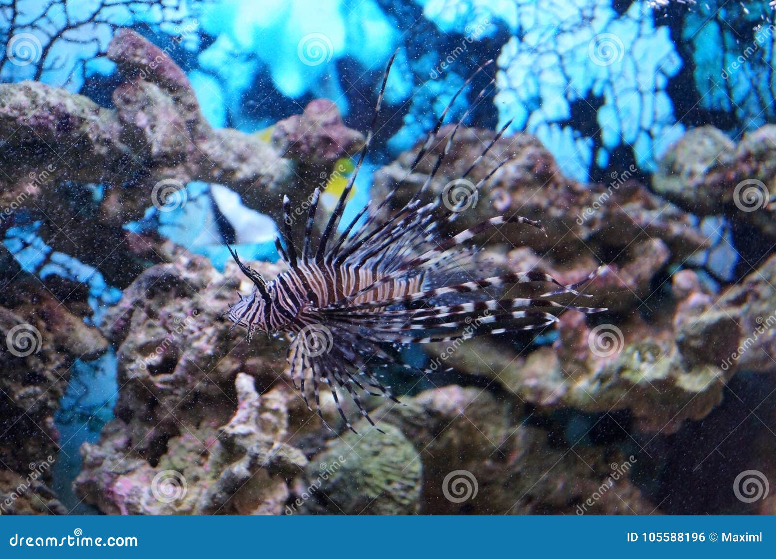 Zebra fish stock photo. Image of small, fauna, life - 105588196