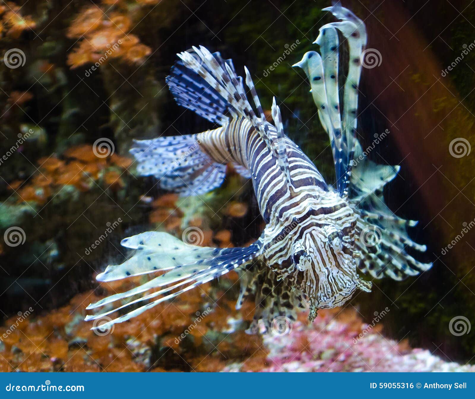 Zebra Fish stock photo. Image of danio, aquarium, displays - 59055316