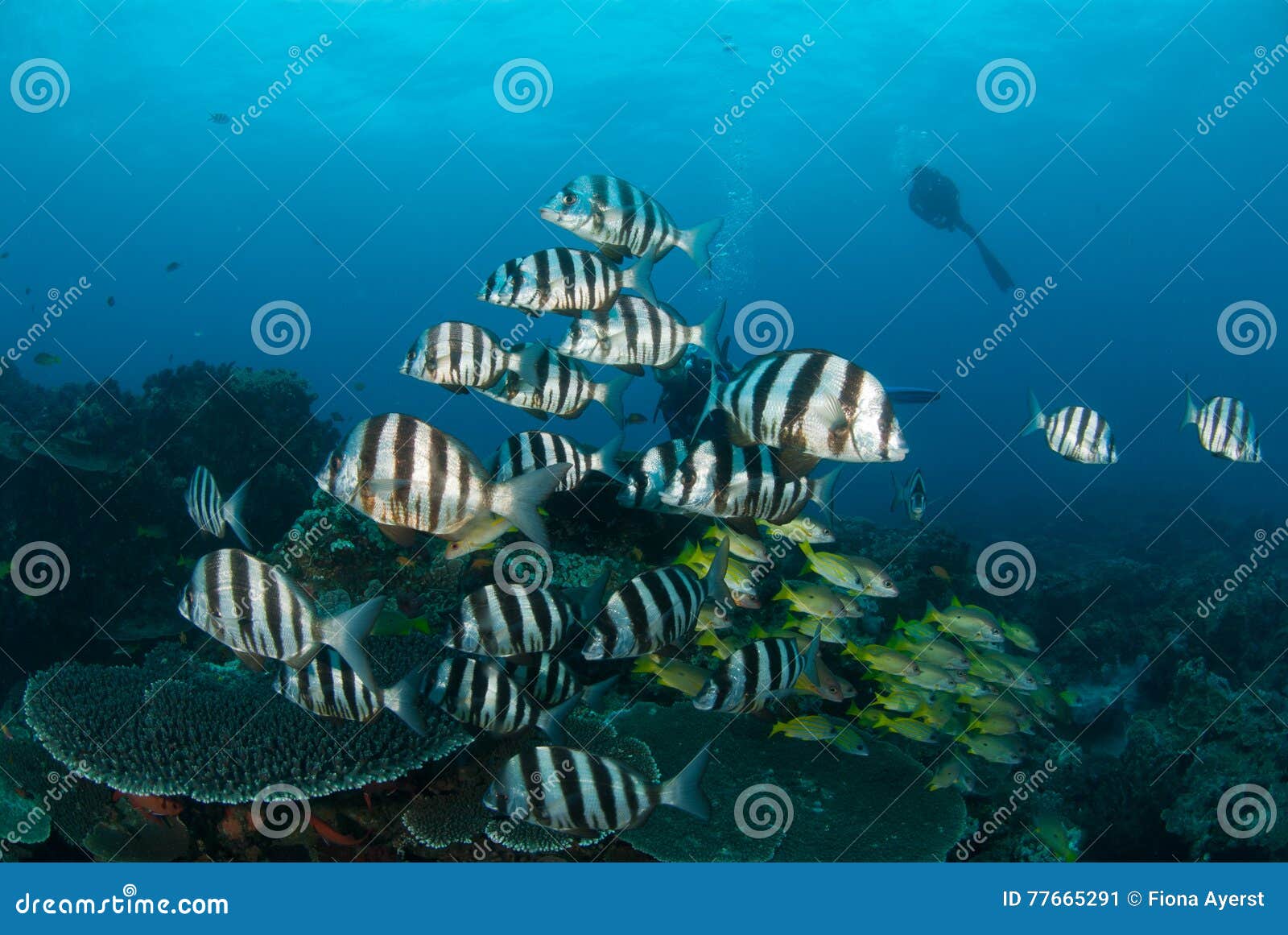 Zebra Fish with a Scuba Diver Stock Image - Image of sodwana, brightly ...