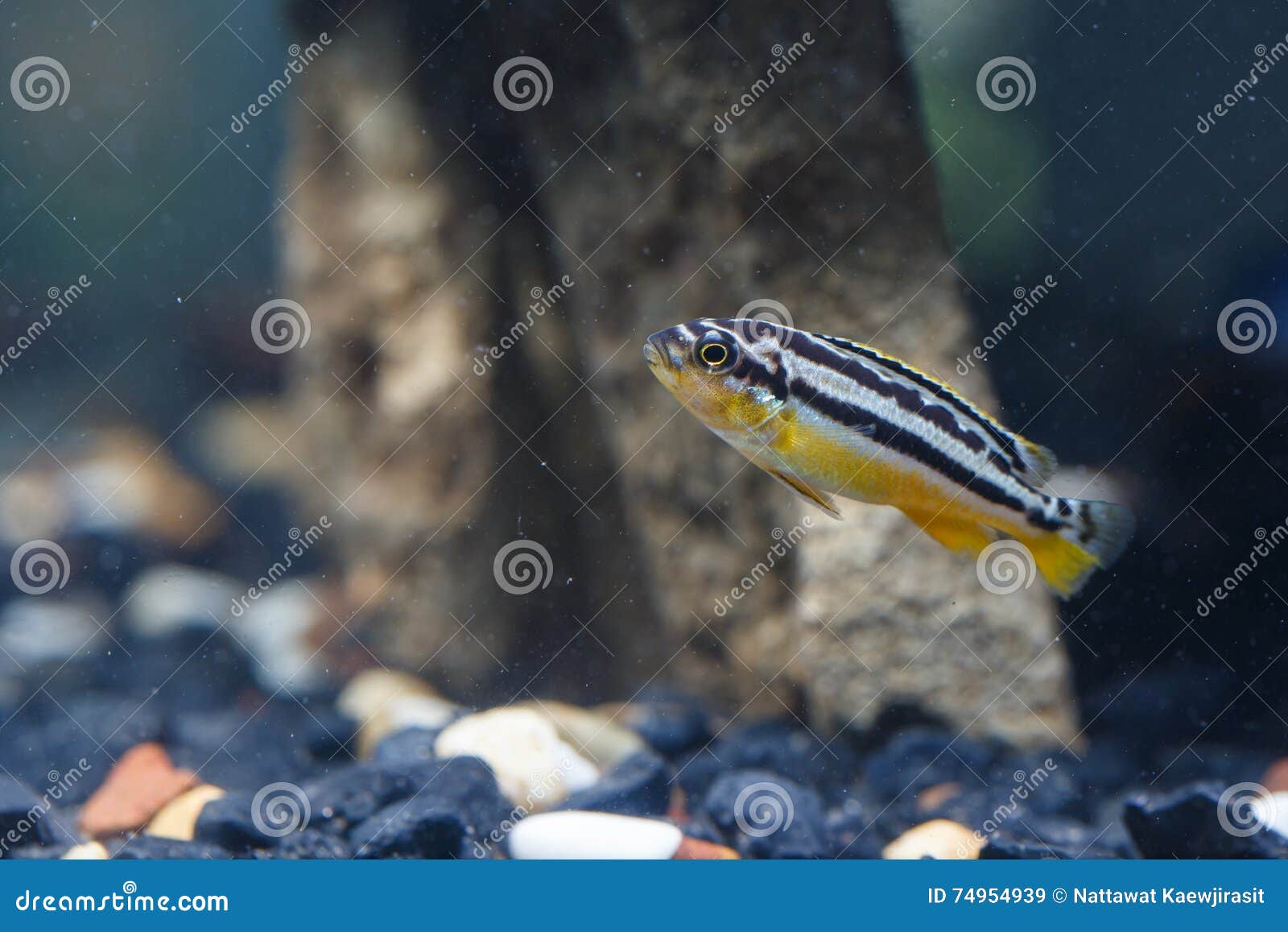 Zebra fish swim gracefully stock image. Image of tail - 74954939