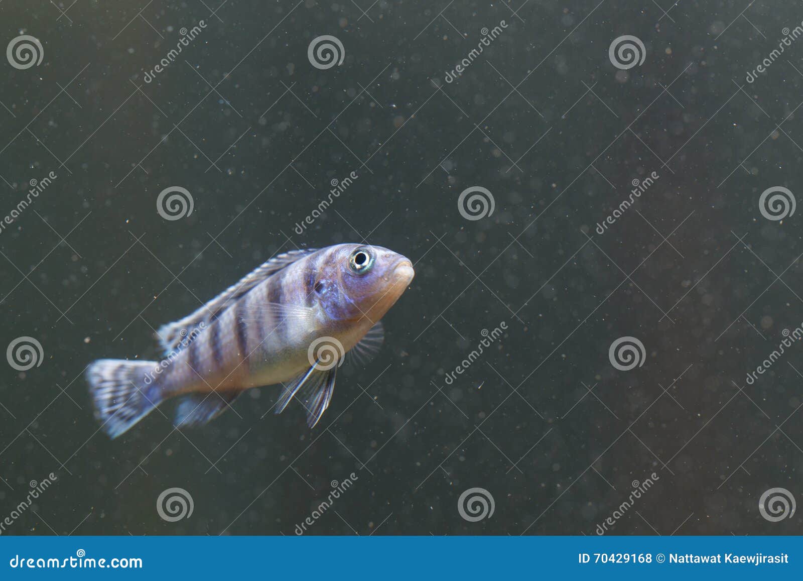 Zebra fish stock photo. Image of fish, aquarium, zebra - 70429168