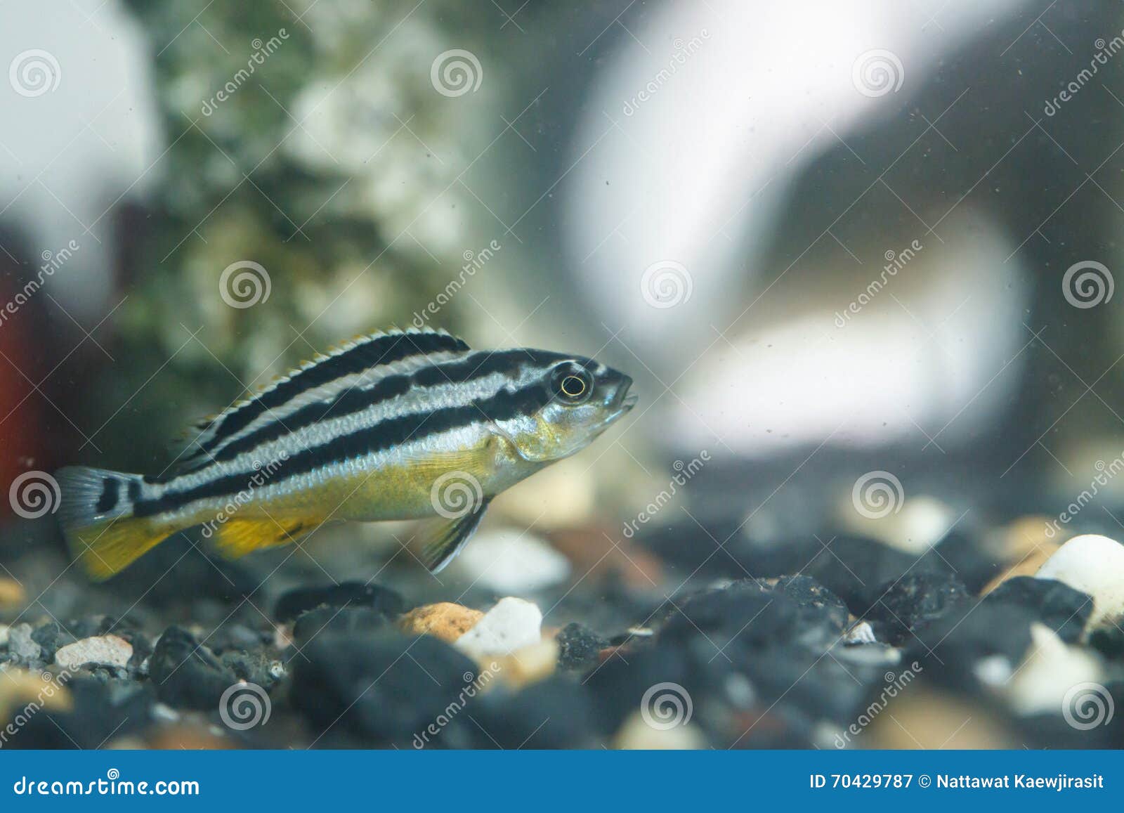 Zebra fish stock image. Image of rerio, zebra, zebrafish - 70429787