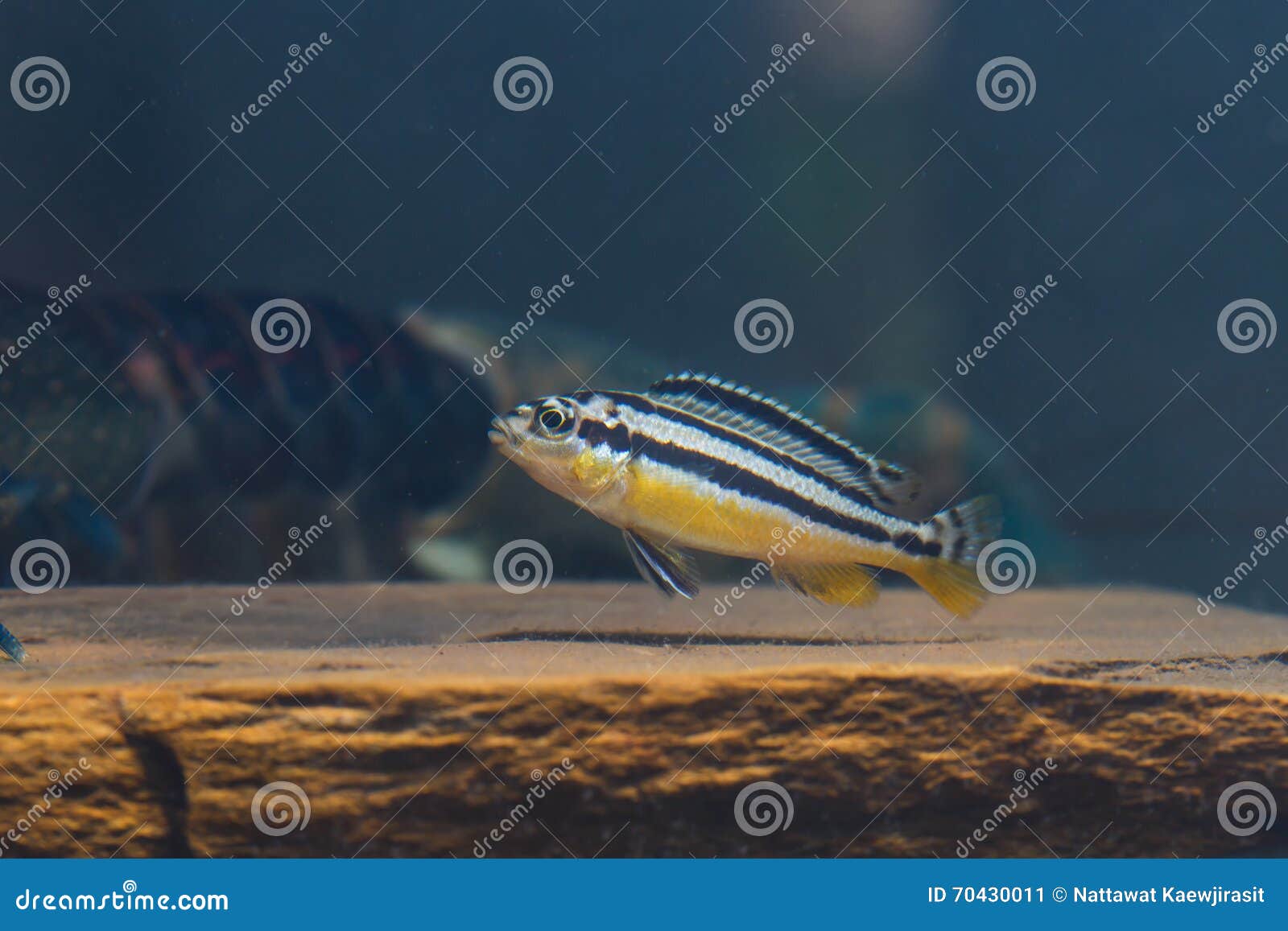 Zebra fish stock image. Image of color, nature, fish - 70430011