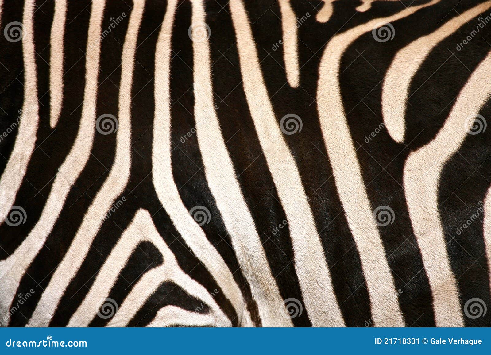 Zebra Flank Stripes stock image. Image of horizontal - 21718331