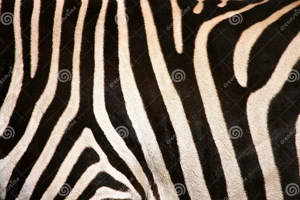 Zebra Flank Stripes stock image. Image of horizontal - 21718331