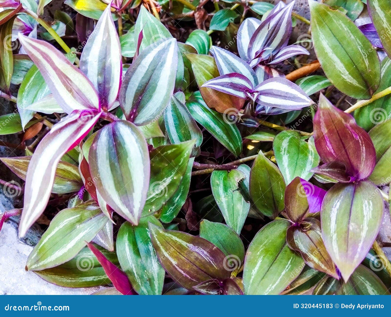 Zebra Flower Plants that Thrive in Barren Land Stock Image - Image of ...