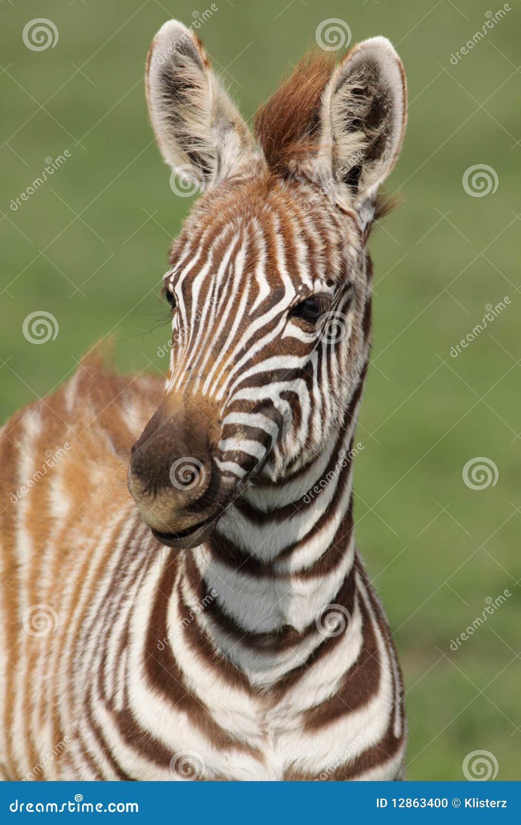 Zebra foal stock photo. Image of vacations, kenya, horse - 12863400