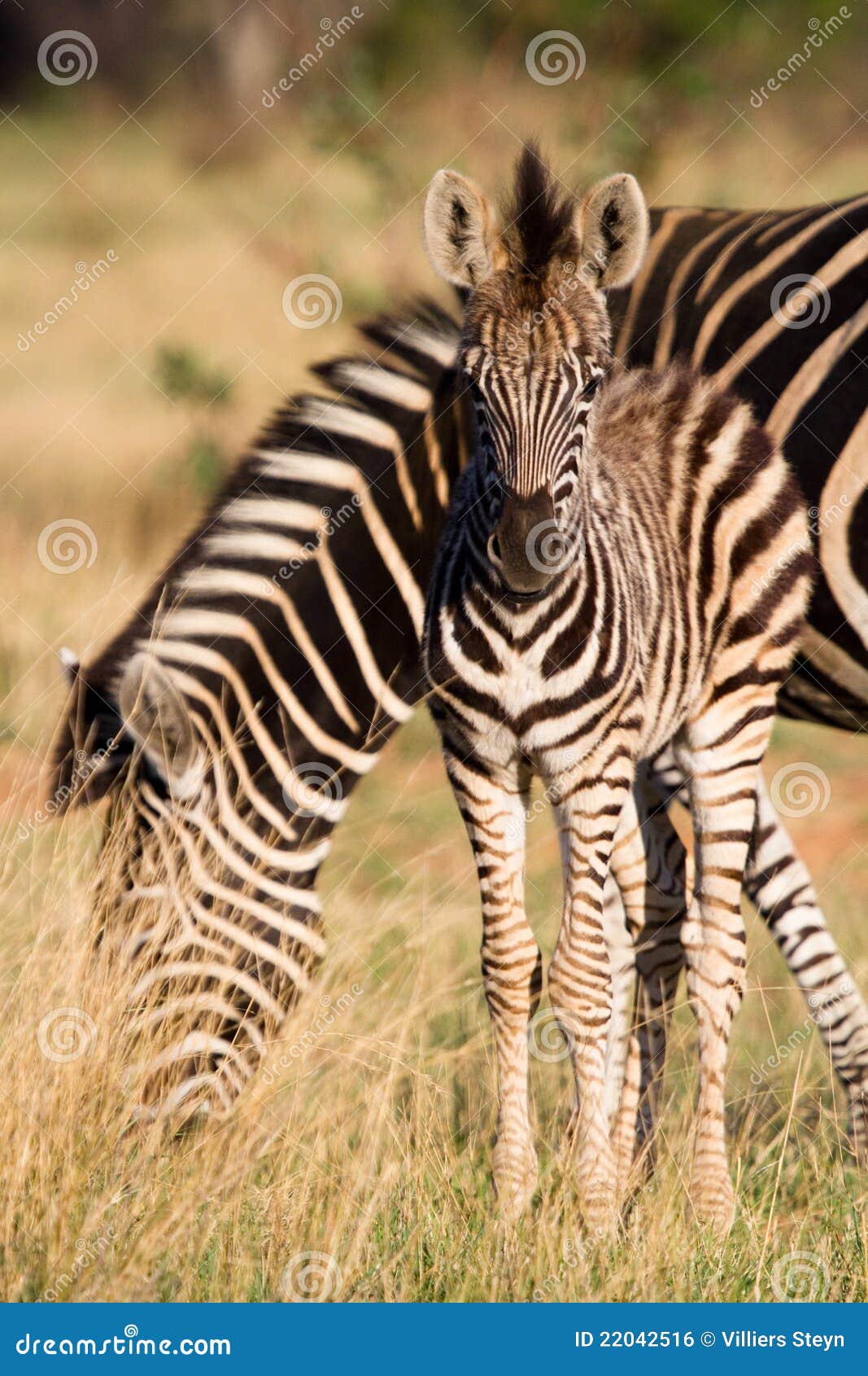 Zebra foal stock photo. Image of golden, late, drive - 22042516