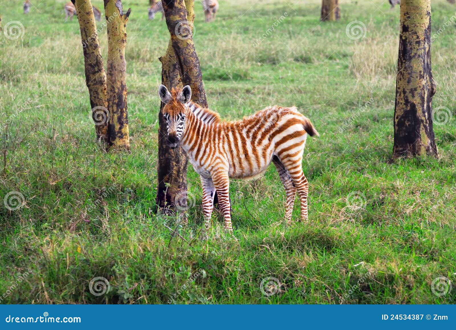 Zebra foal stock image. Image of safari, striped, standing - 24534387
