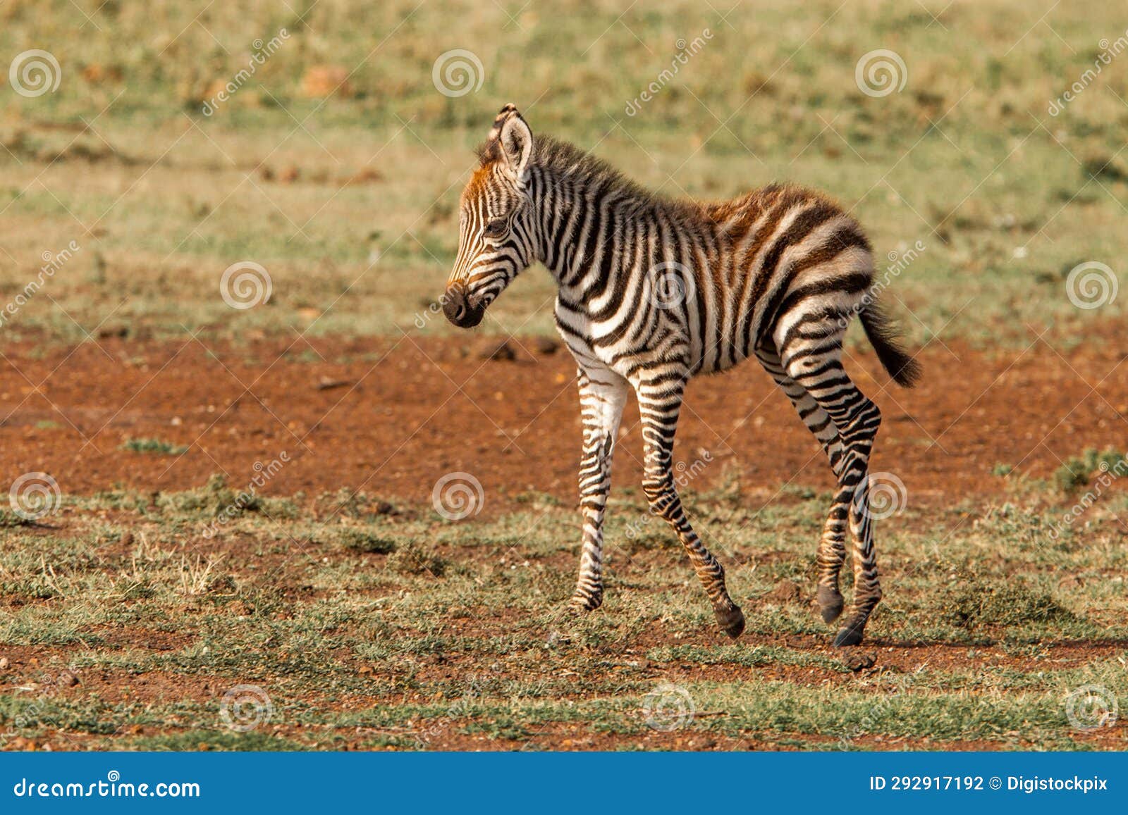 Zebra Foal stock photo. Image of east, horse, africa - 292917192