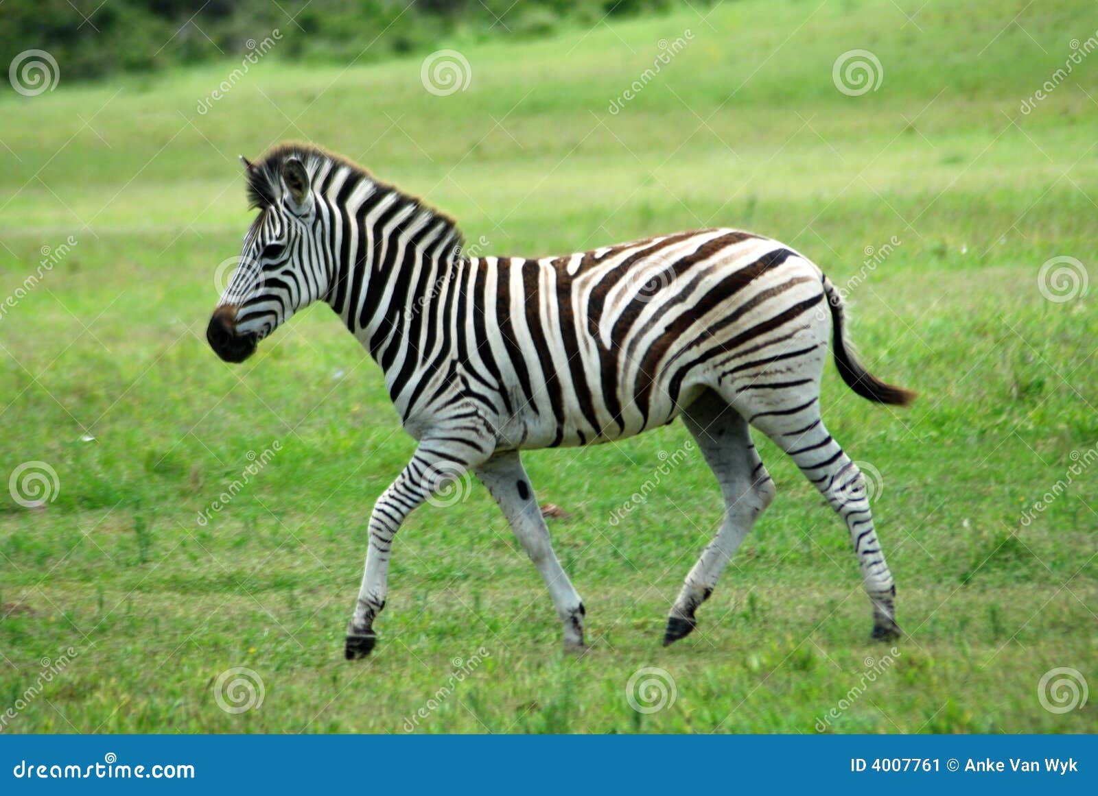 Zebra foal stock image. Image of horizontal, african, green - 4007761