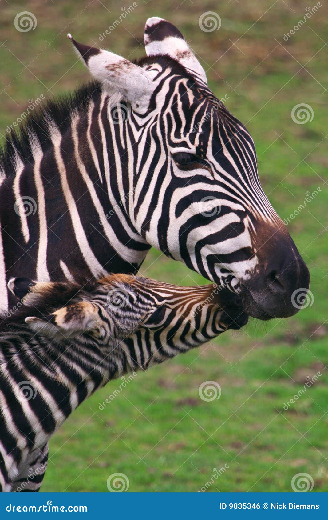 Zebra with foal stock photo. Image of foal, africa, zebra - 9035346