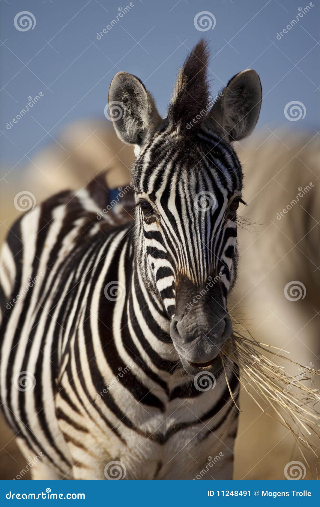 Zebra Foal Chewing Grass, Namibia Stock Image - Image of africa, common ...