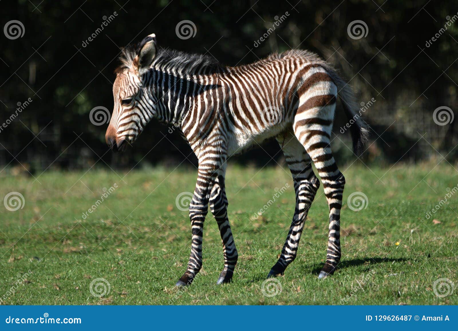 Zebra Foal Grevy`s zebra stock image. Image of conservation - 129626487