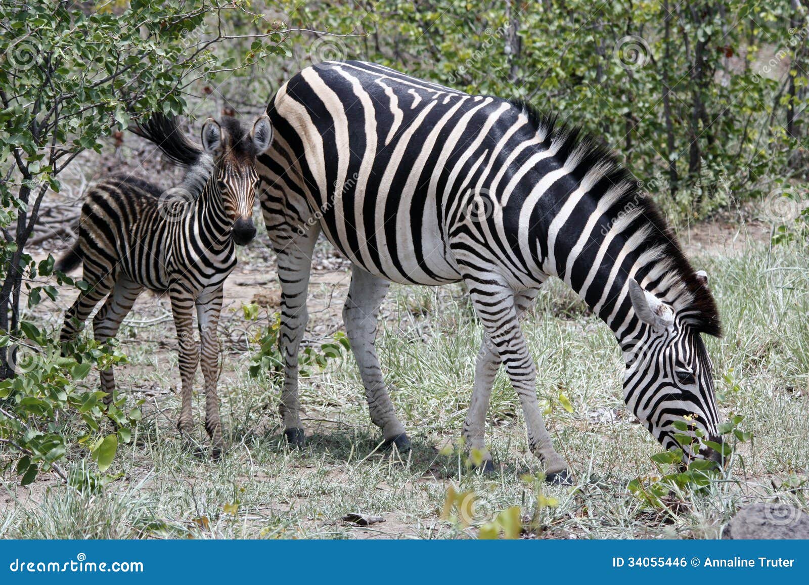 Zebra with Foal stock photo. Image of zebra, africa, park - 34055446