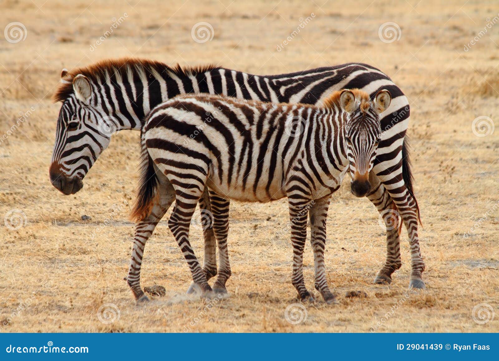 Zebra Foal and Mother stock image. Image of equus, female - 29041439