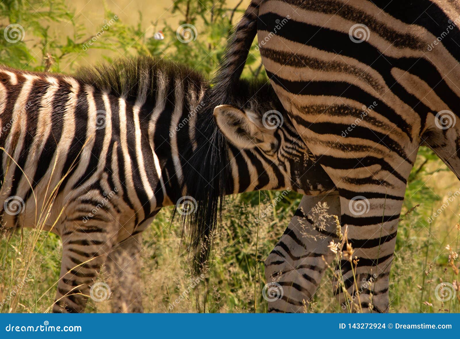 Zebra foal nursing stock photo. Image of foal, stripes - 143272924