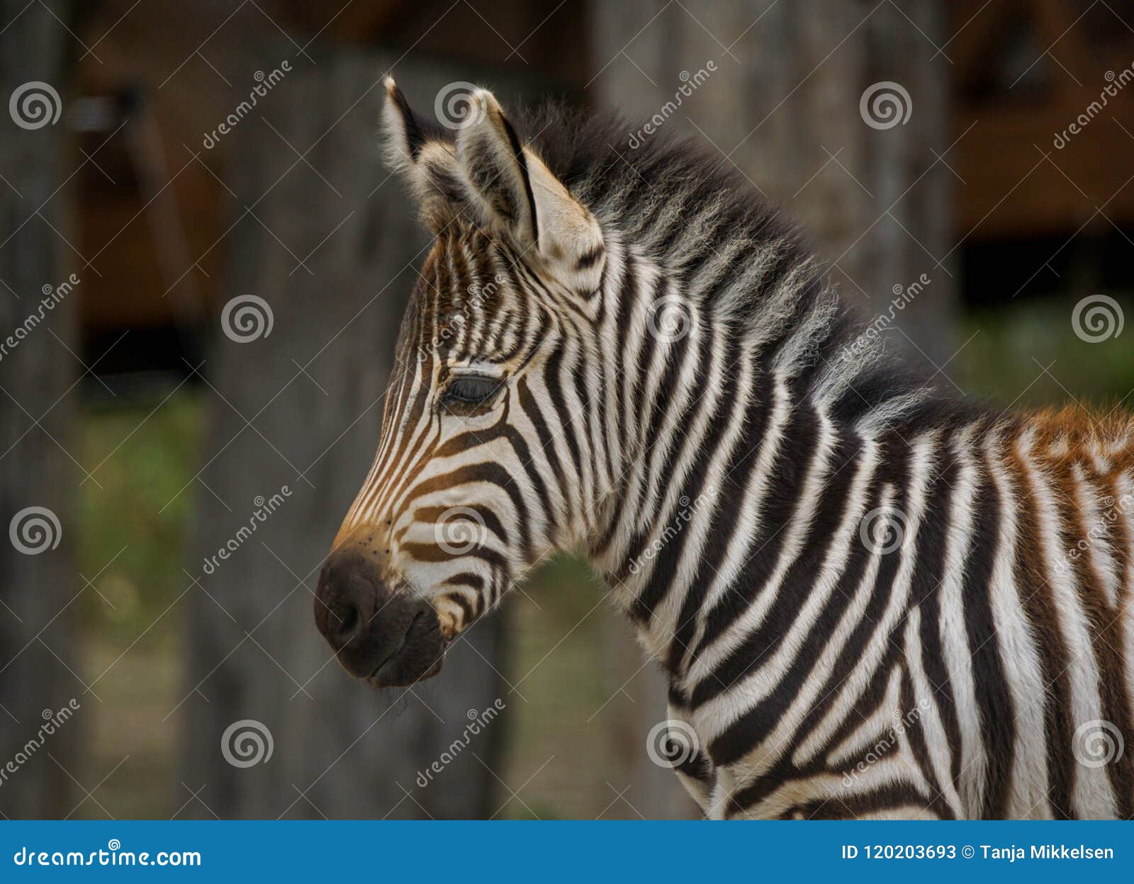 Zebar Stock Photos - Free & Royalty-Free Stock Photos from Dreamstime