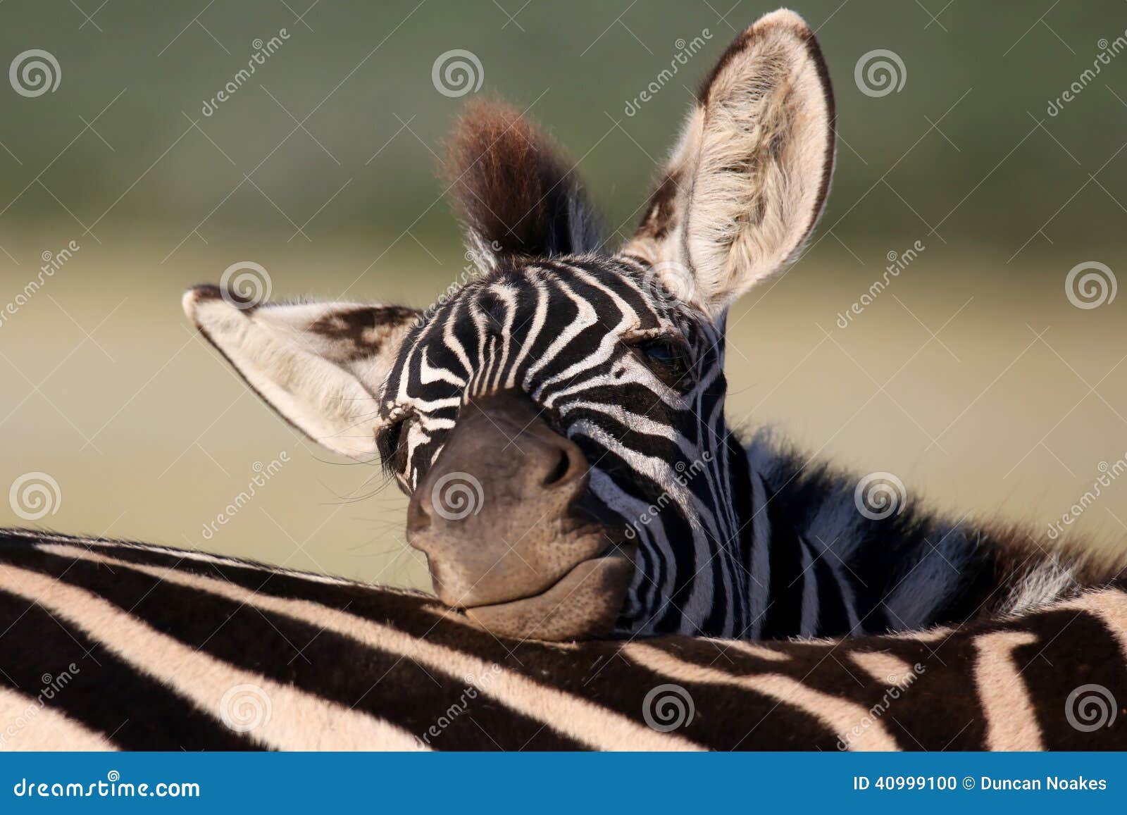 Zebra Foal Resting stock photo. Image of africa, face - 40999100
