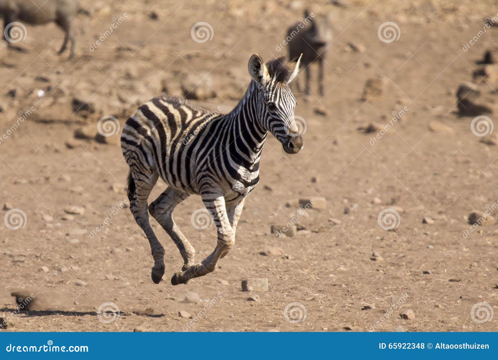 Zebra Running Away