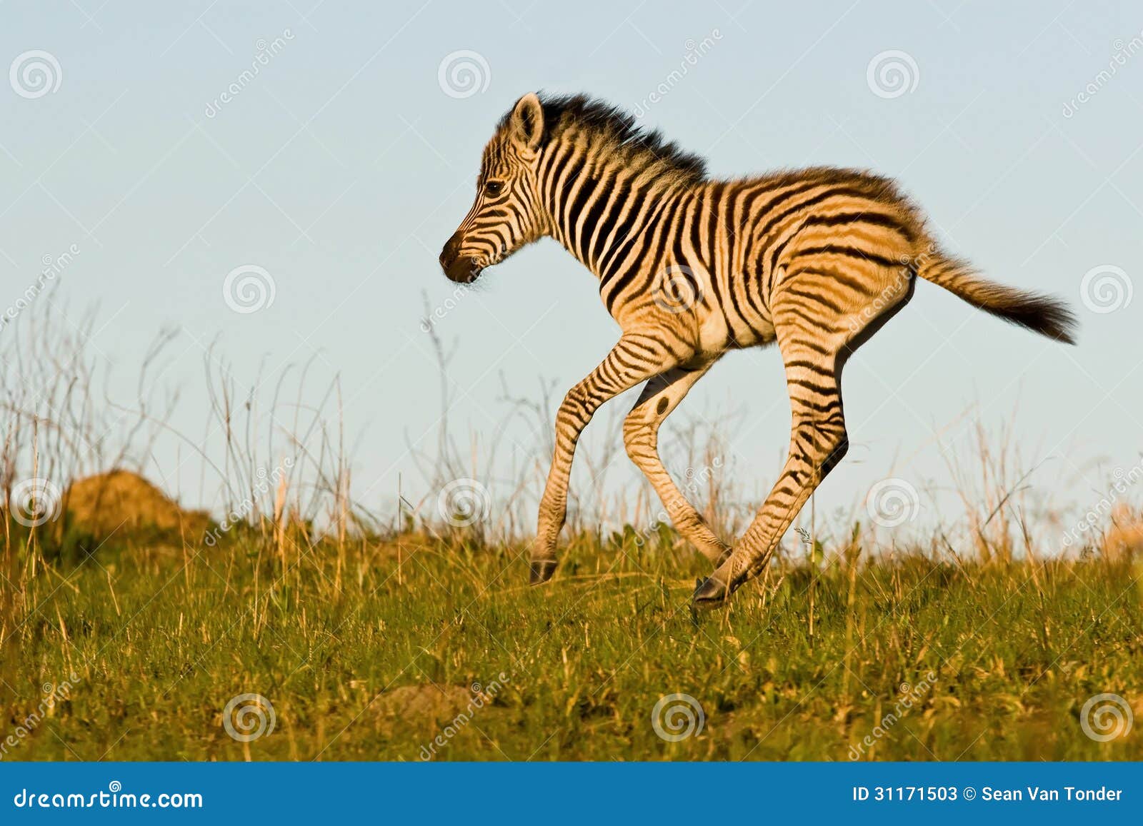 Zebra Foal at Sunset stock image. Image of scared, running - 31171503