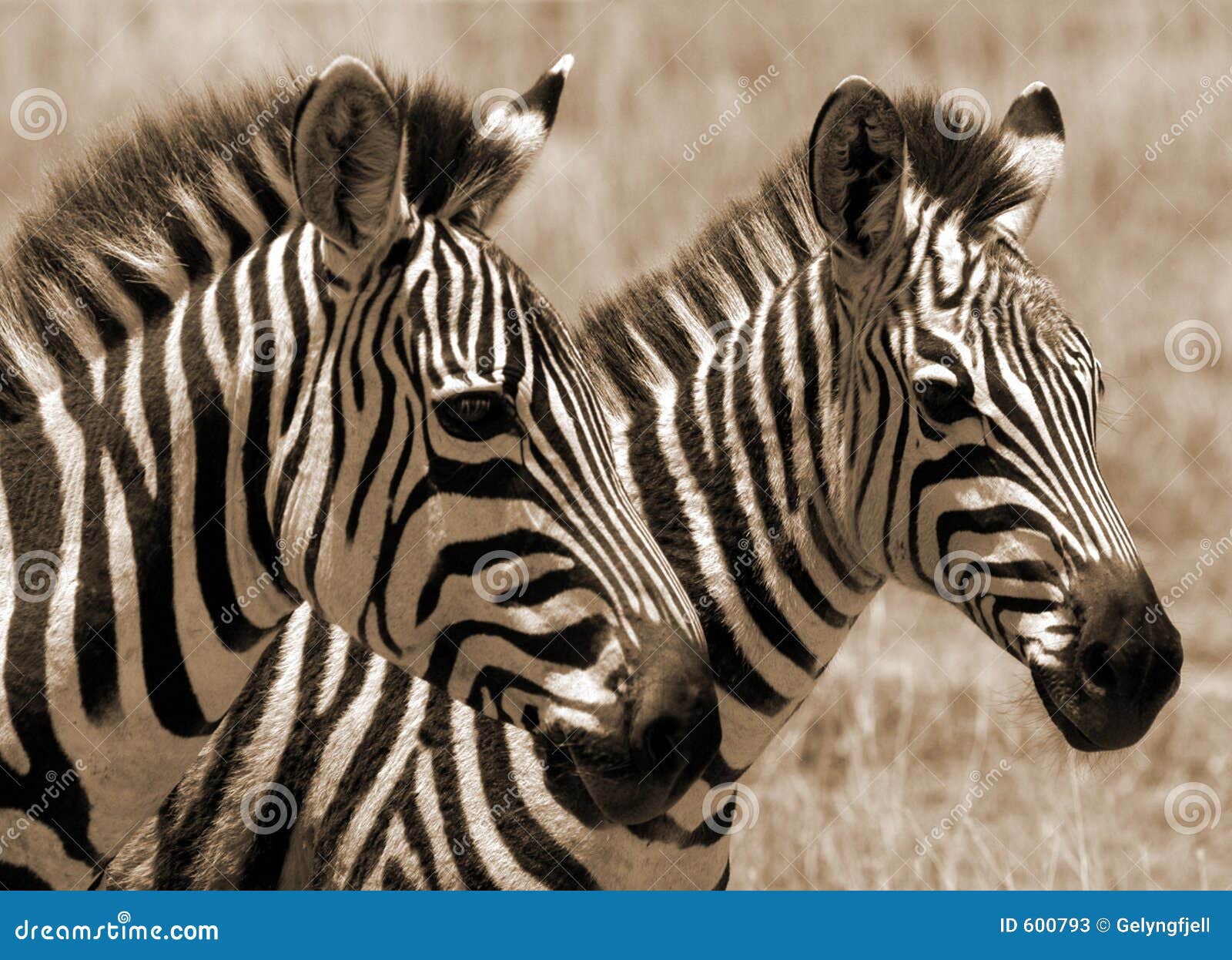 Zebra Brothers Stock Photos - Free & Royalty-Free Stock Photos from ...