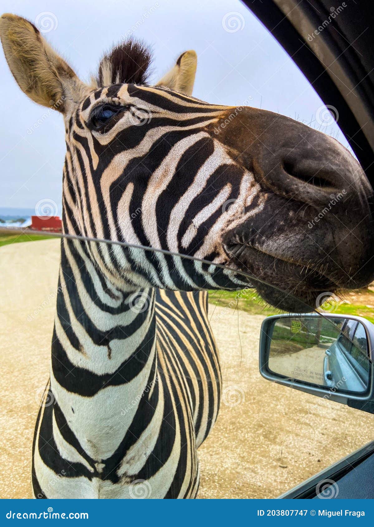 Zebra fofa no safari imagem de stock. Imagem de ecologia - 203807747