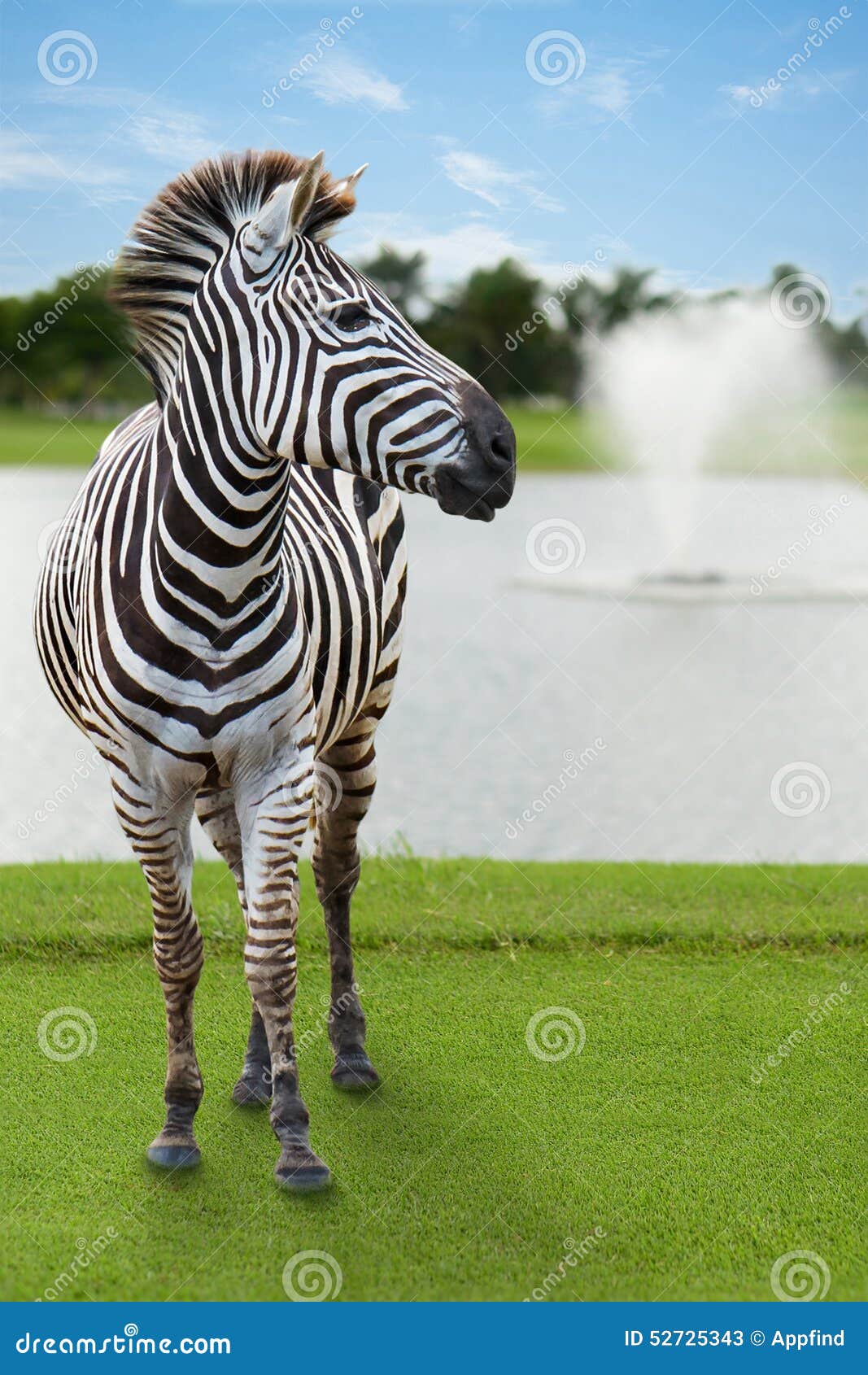 Zebra stock image. Image of mammal, green, strip, harmony - 52725343