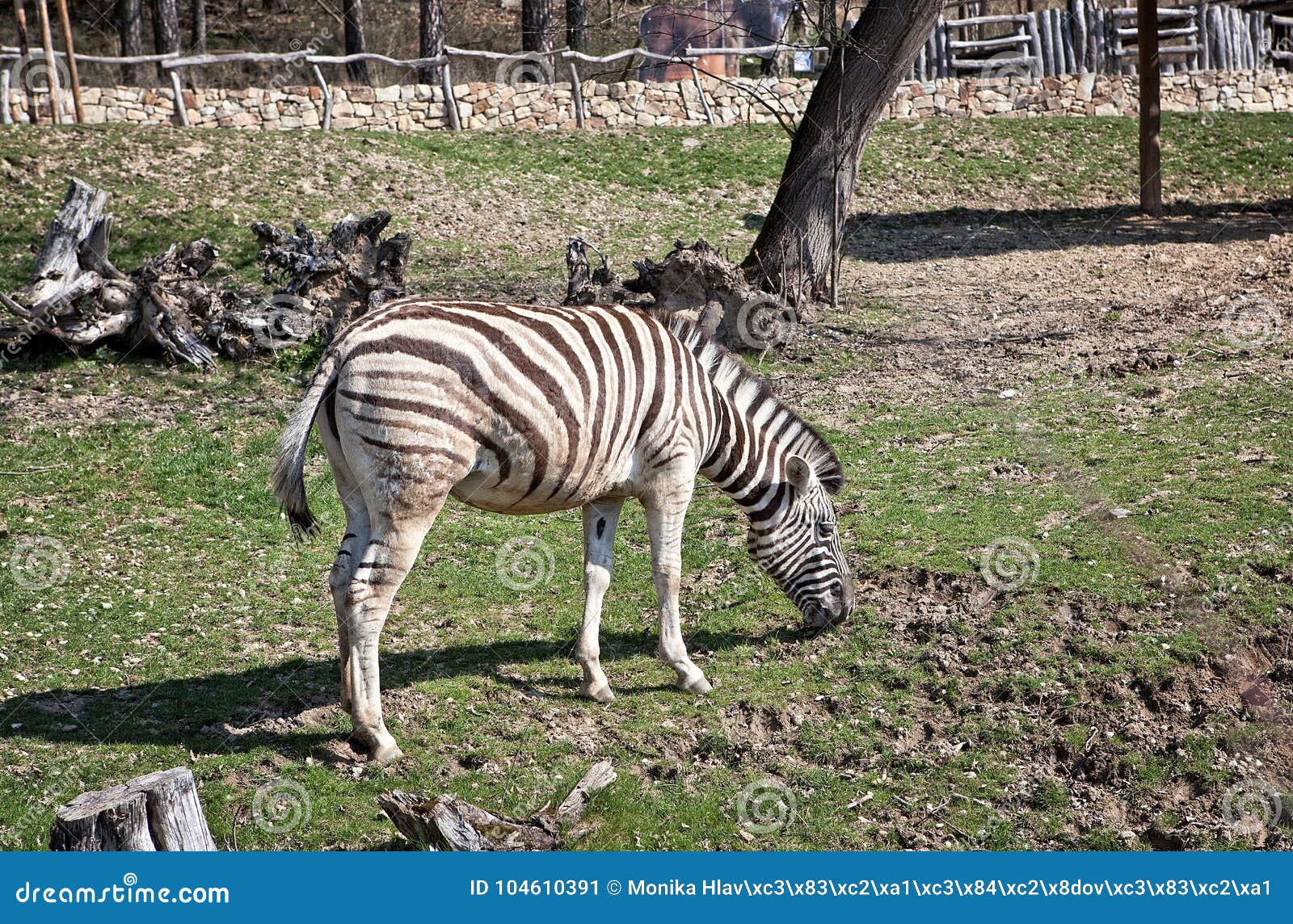 Zebra in Free Range at the European Zoo Stock Image - Image of nature ...