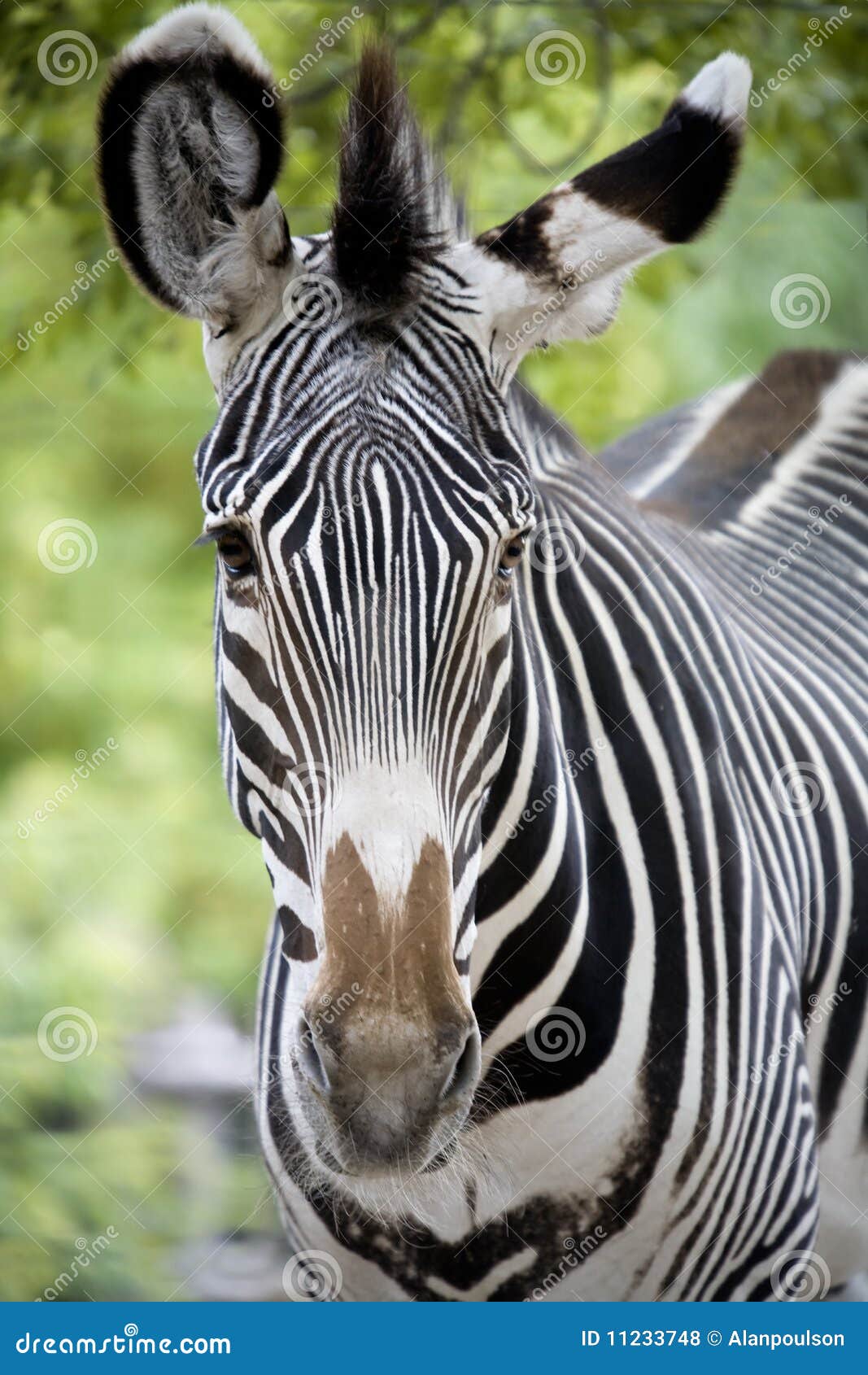Zebra Front stock photo. Image of zebra, wild, stripe - 11233748