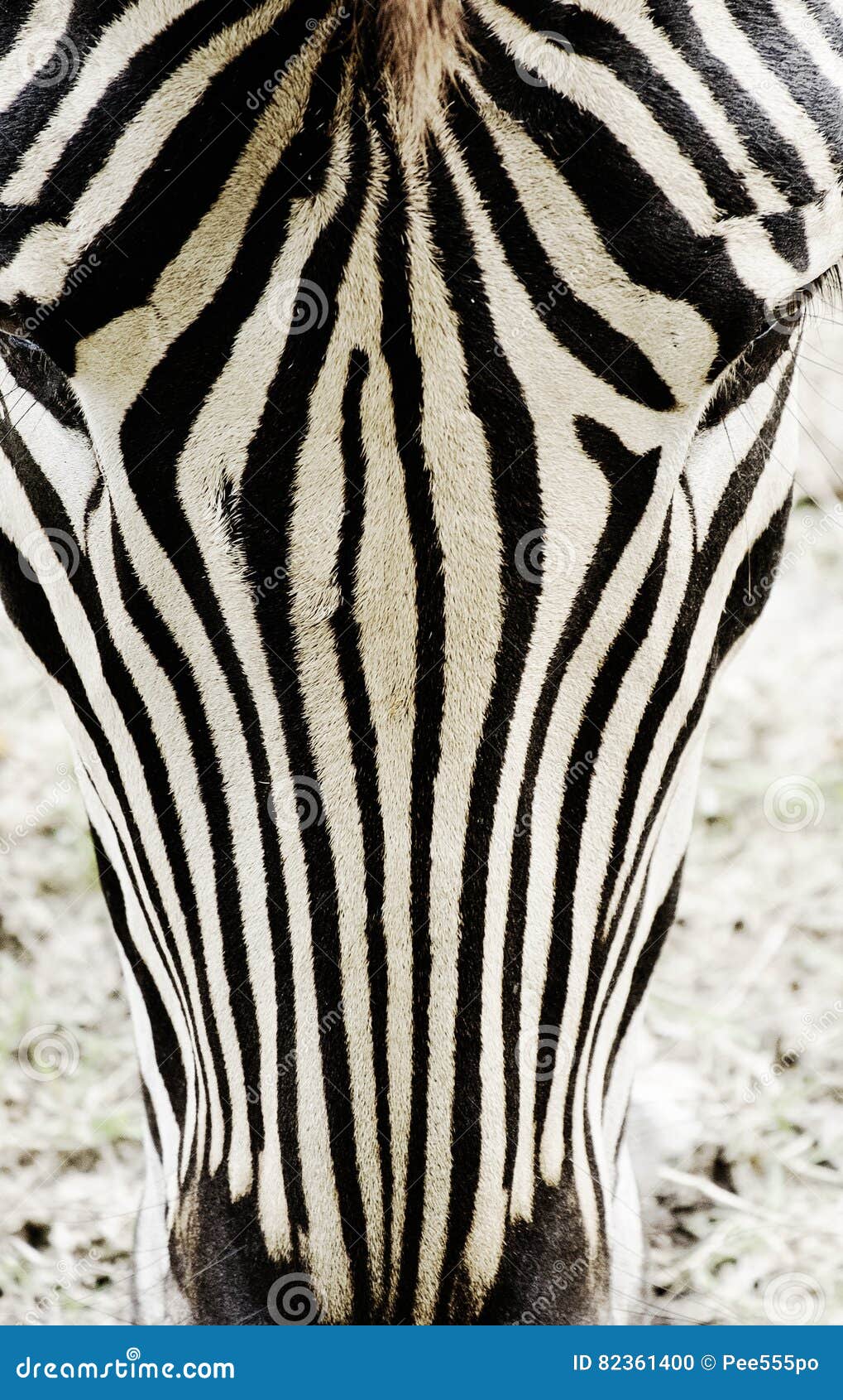 Zebra front face stock photo. Image of arty, abstract - 82361400