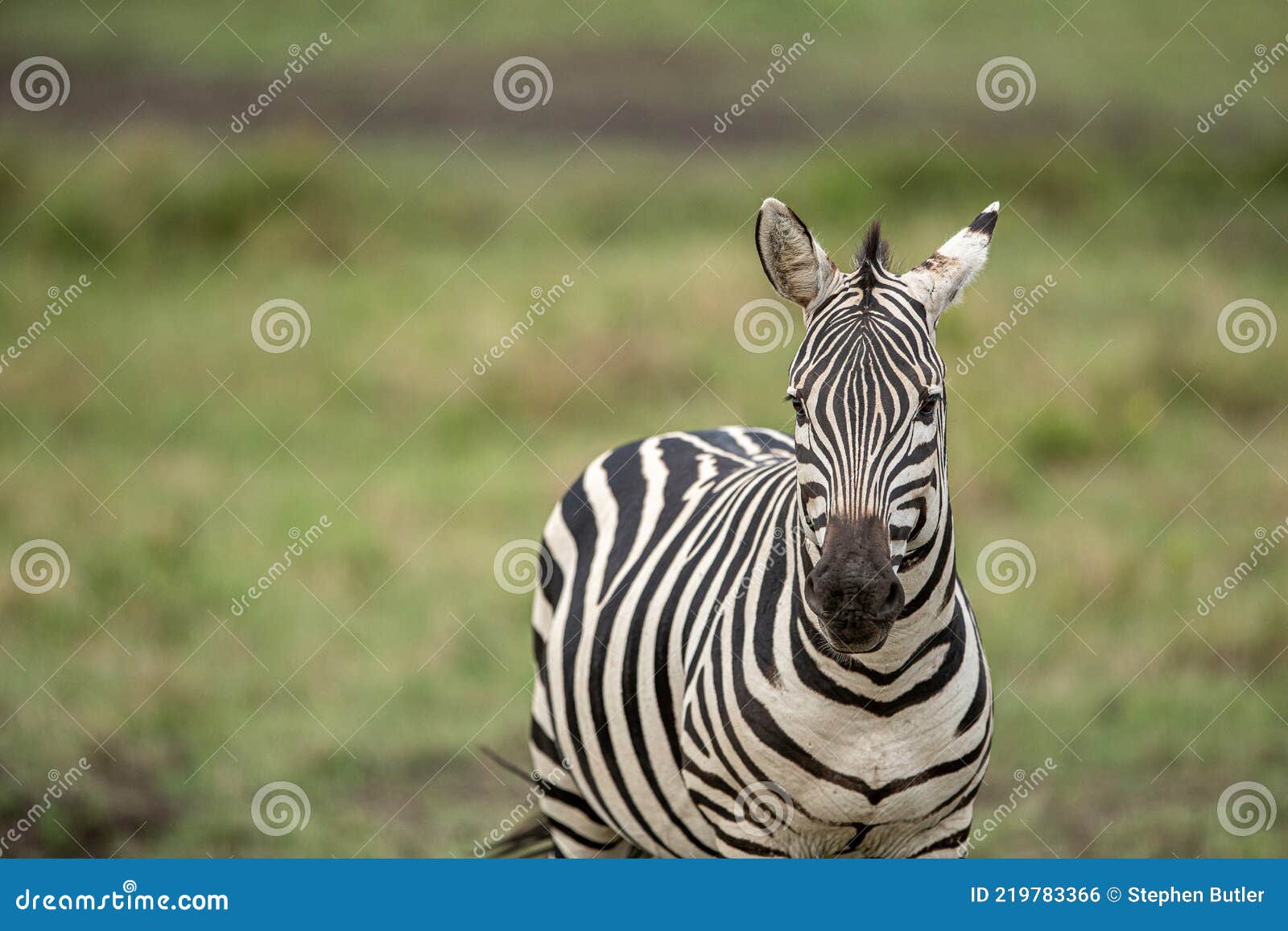 A Zebra Front Profile in Masai Mara Stock Photo - Image of grasslands ...