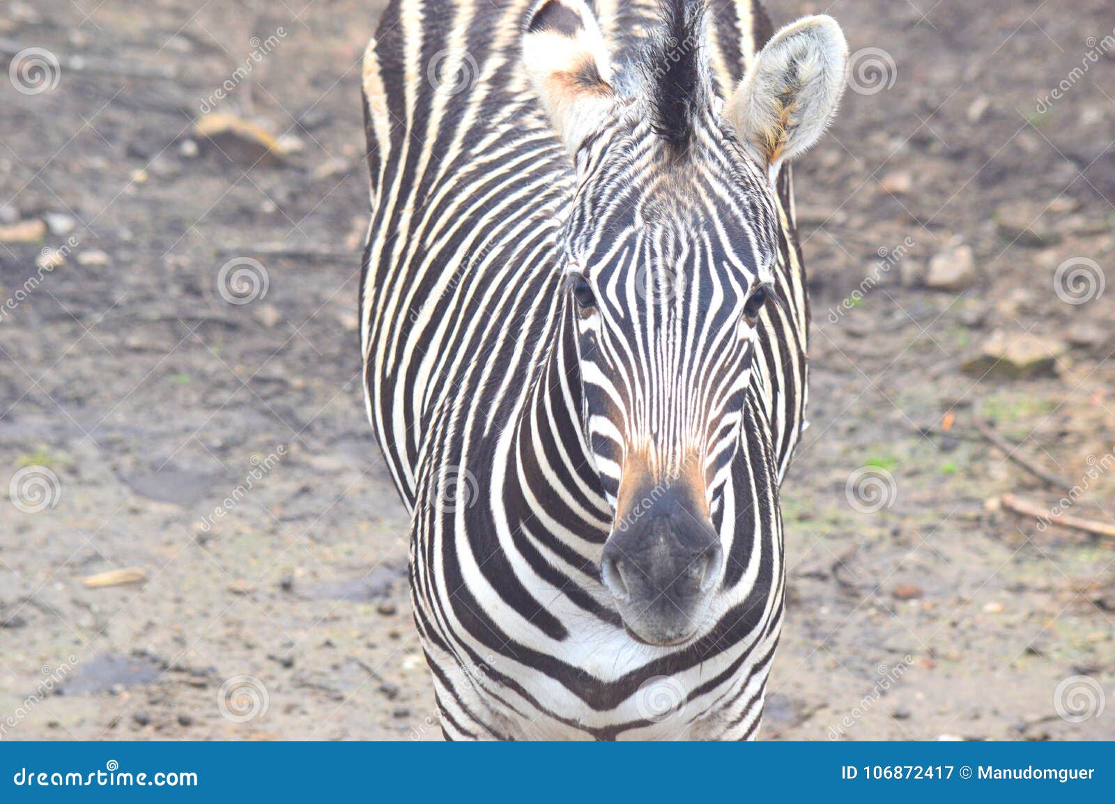 Zebra stock image. Image of animal, view, front, focus - 106872417