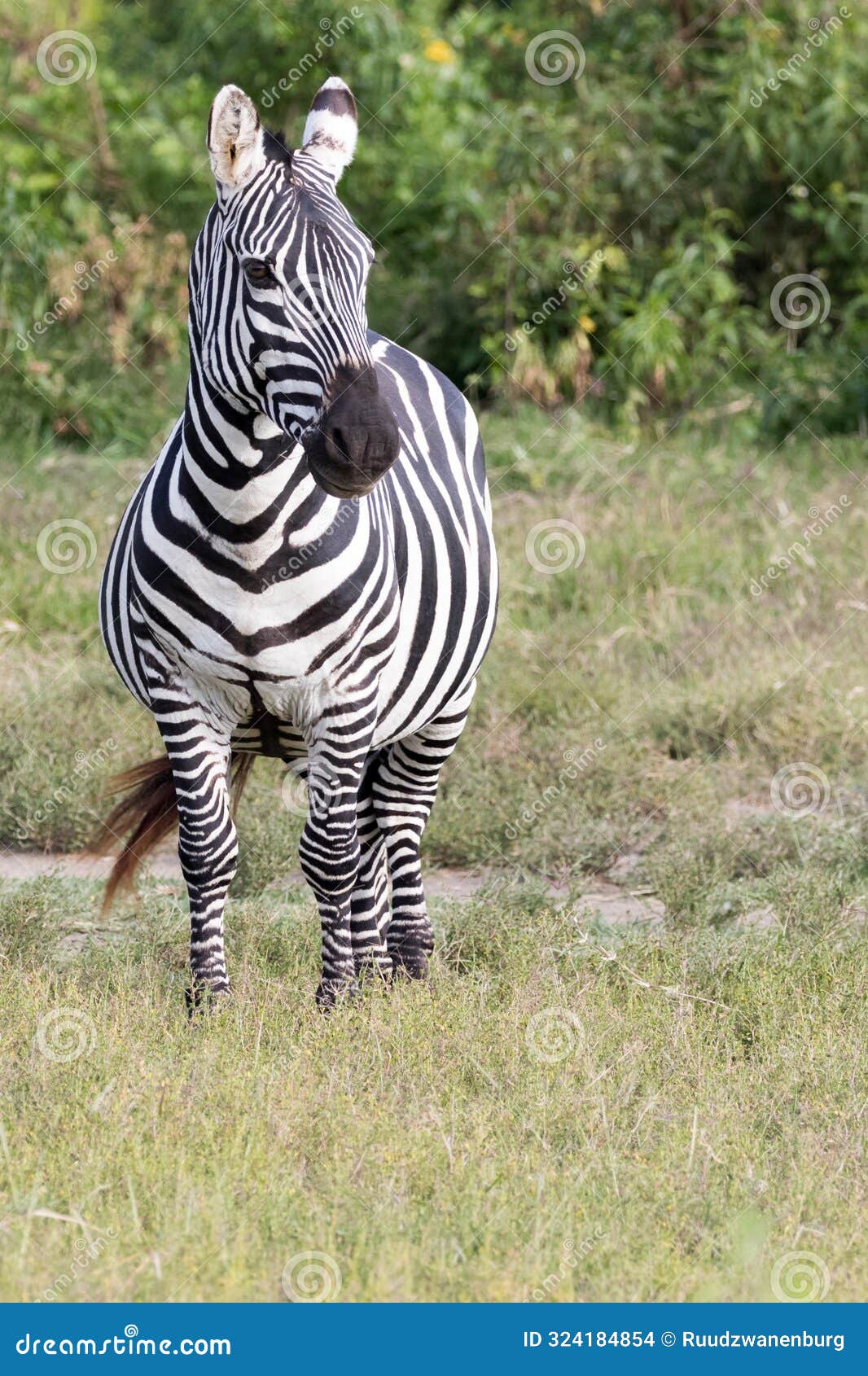 Zebra Front View Standing on the Grass Field Stock Photo - Image of ...
