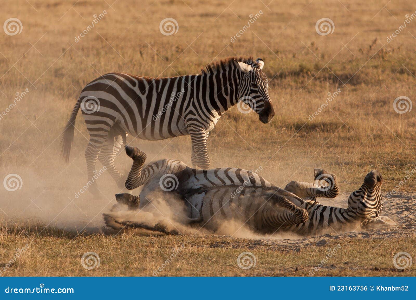 Zebra Fun stock photo. Image of pattern, play, couple - 23163756