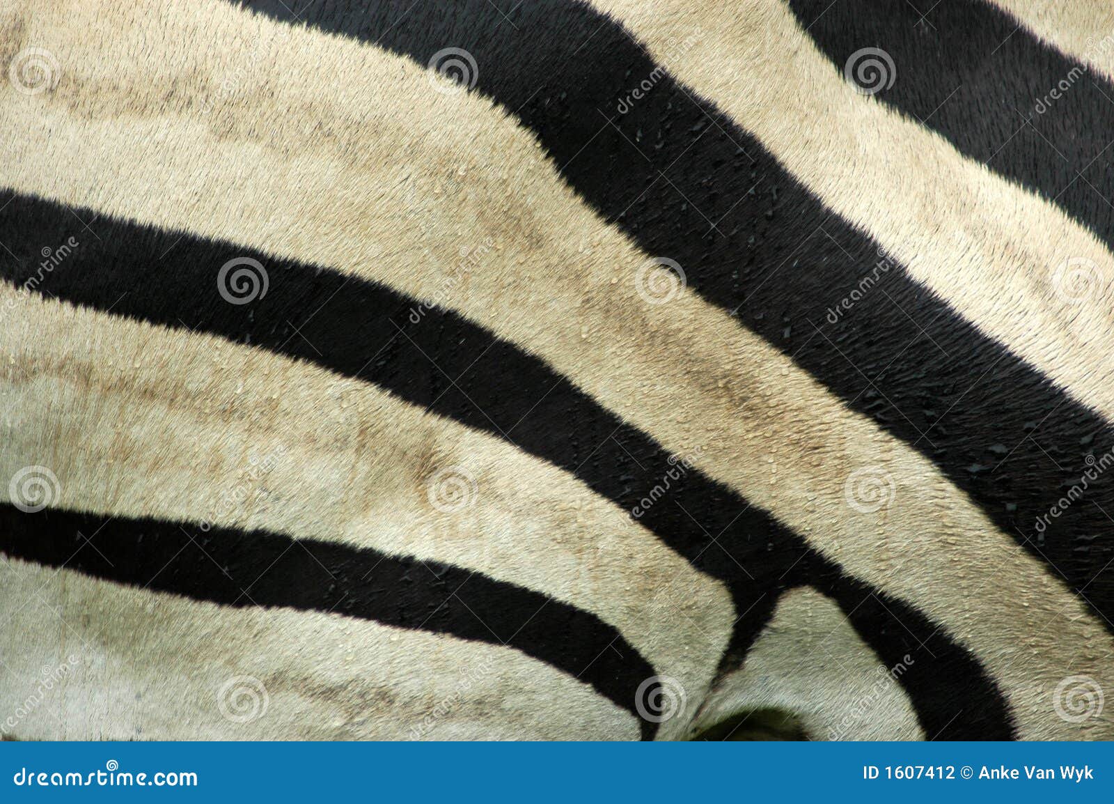 Zebra fur stock photo. Image of mammal, burchell, elegant - 1607412