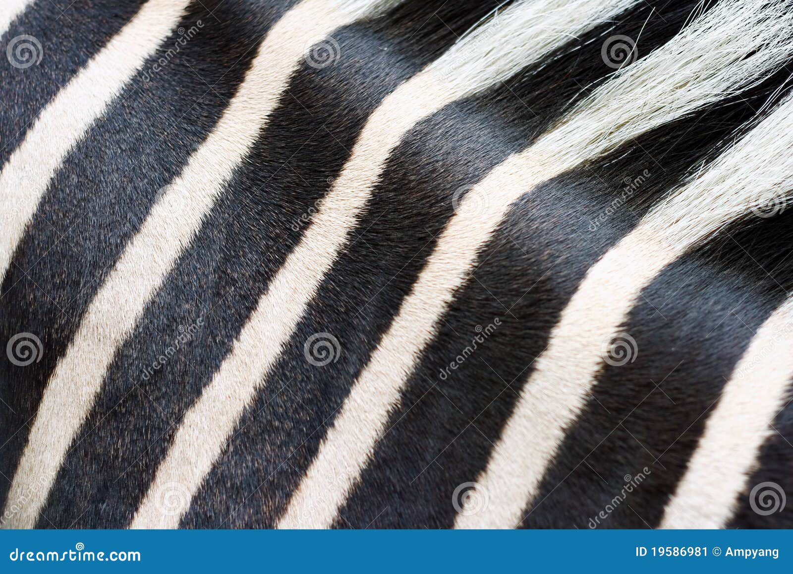 Zebra fur pattern stock image. Image of background, closeup - 19586981